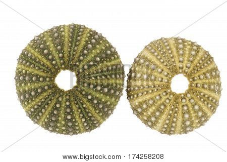 Sea Shells Green Sea Image & Photo (Free Trial) | Bigstock