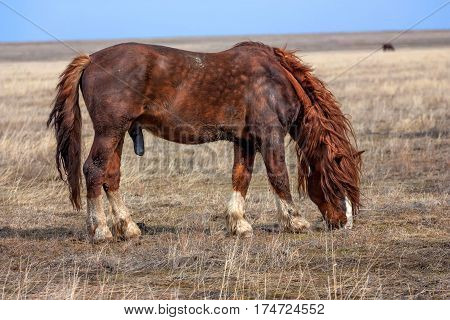 Stallion Erect Penis Image & Photo (Free Trial) | Bigstock