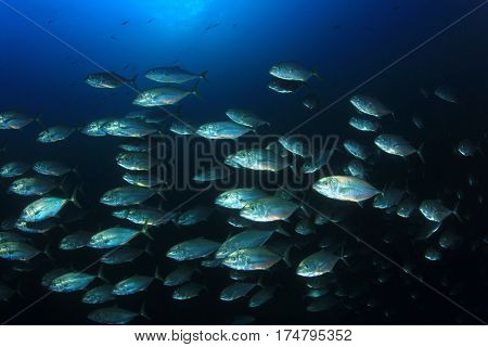 Tuna Fish Ocean Image & Photo (Free Trial) | Bigstock
