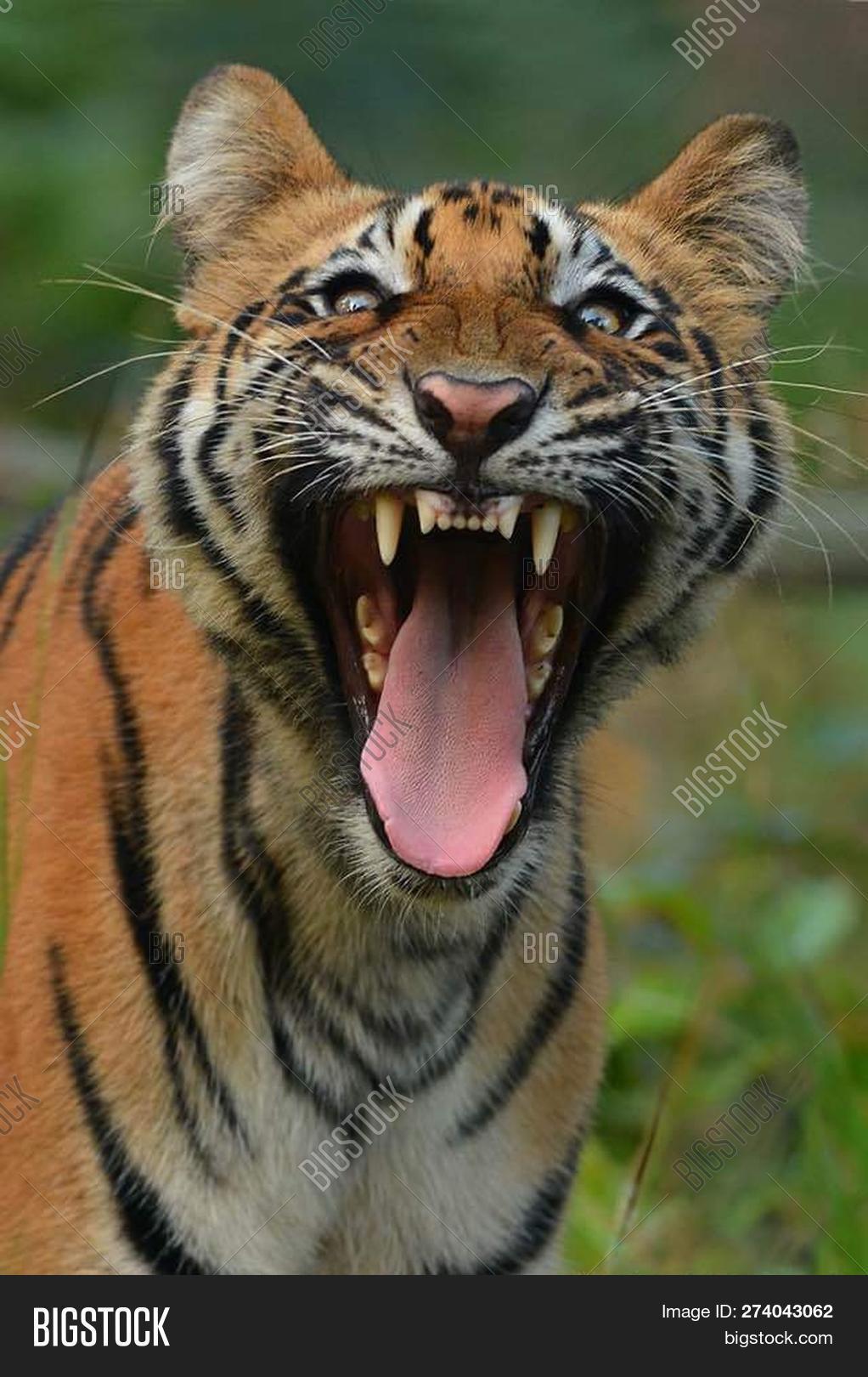 Great Tiger Male Image & Photo (Free Trial) | Bigstock