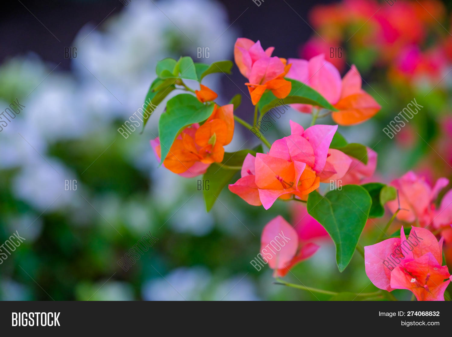 Bougainvillea Flowers Image & Photo (Free Trial) | Bigstock