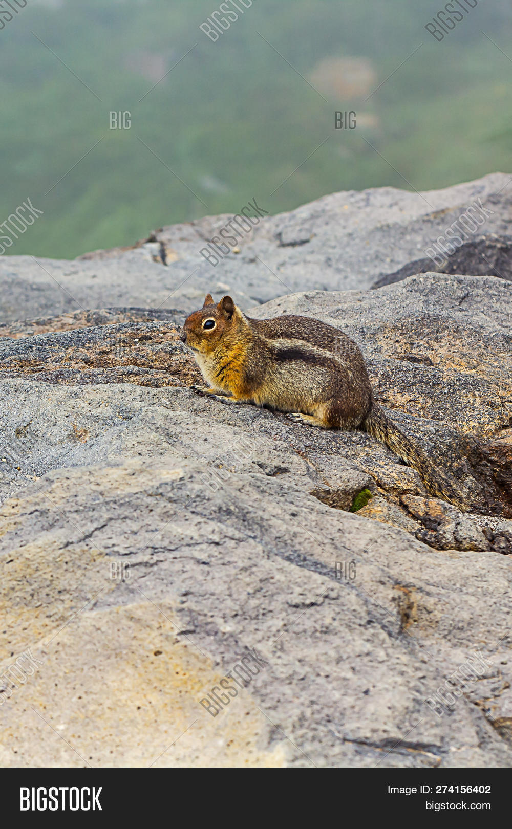 Vertical Fat Little Image & Photo (Free Trial) | Bigstock