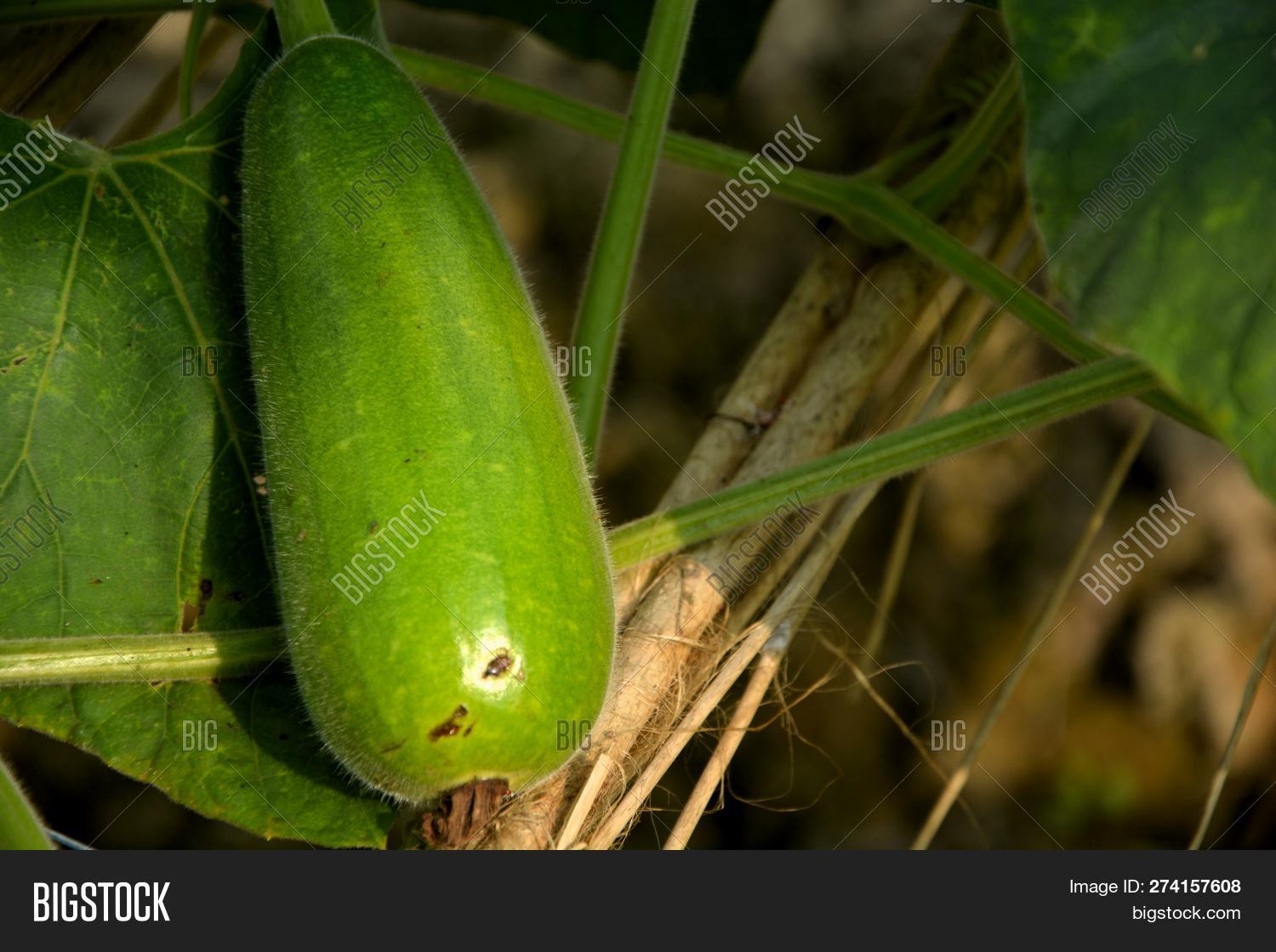 Close Calabash, Bottle Image & Photo (Free Trial) | Bigstock