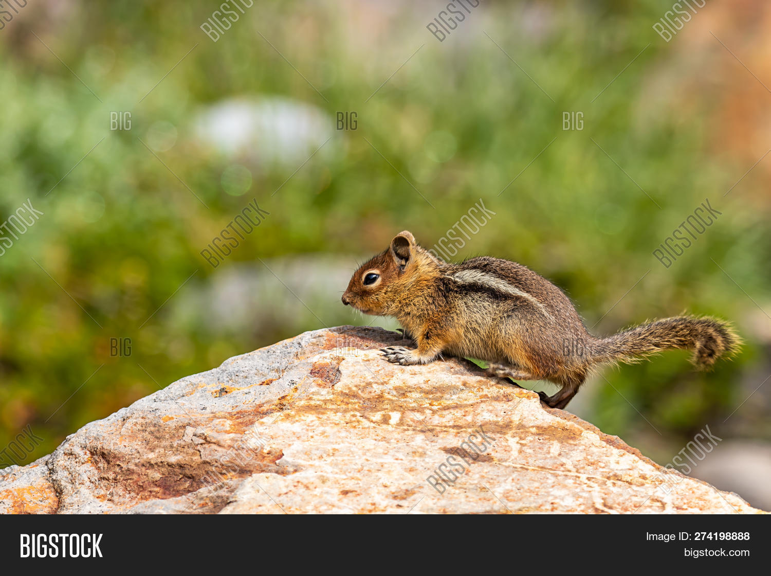 Small Chipmunk On Image & Photo (Free Trial) | Bigstock