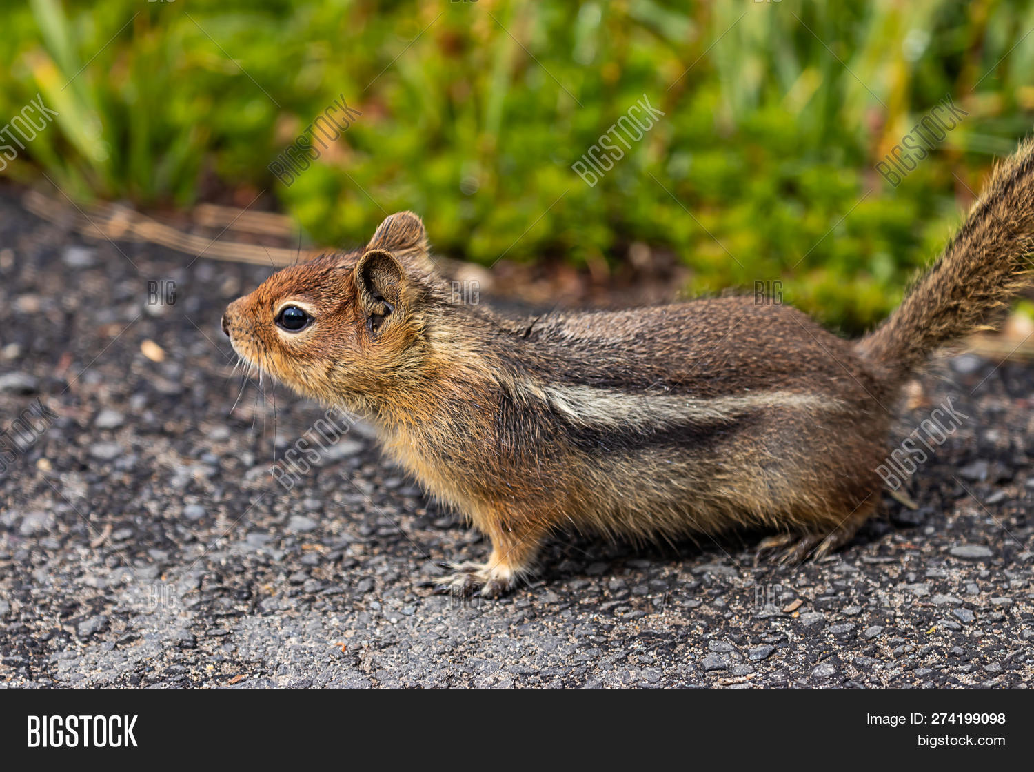 Stripy Chipmunk Out On Image & Photo (Free Trial) | Bigstock