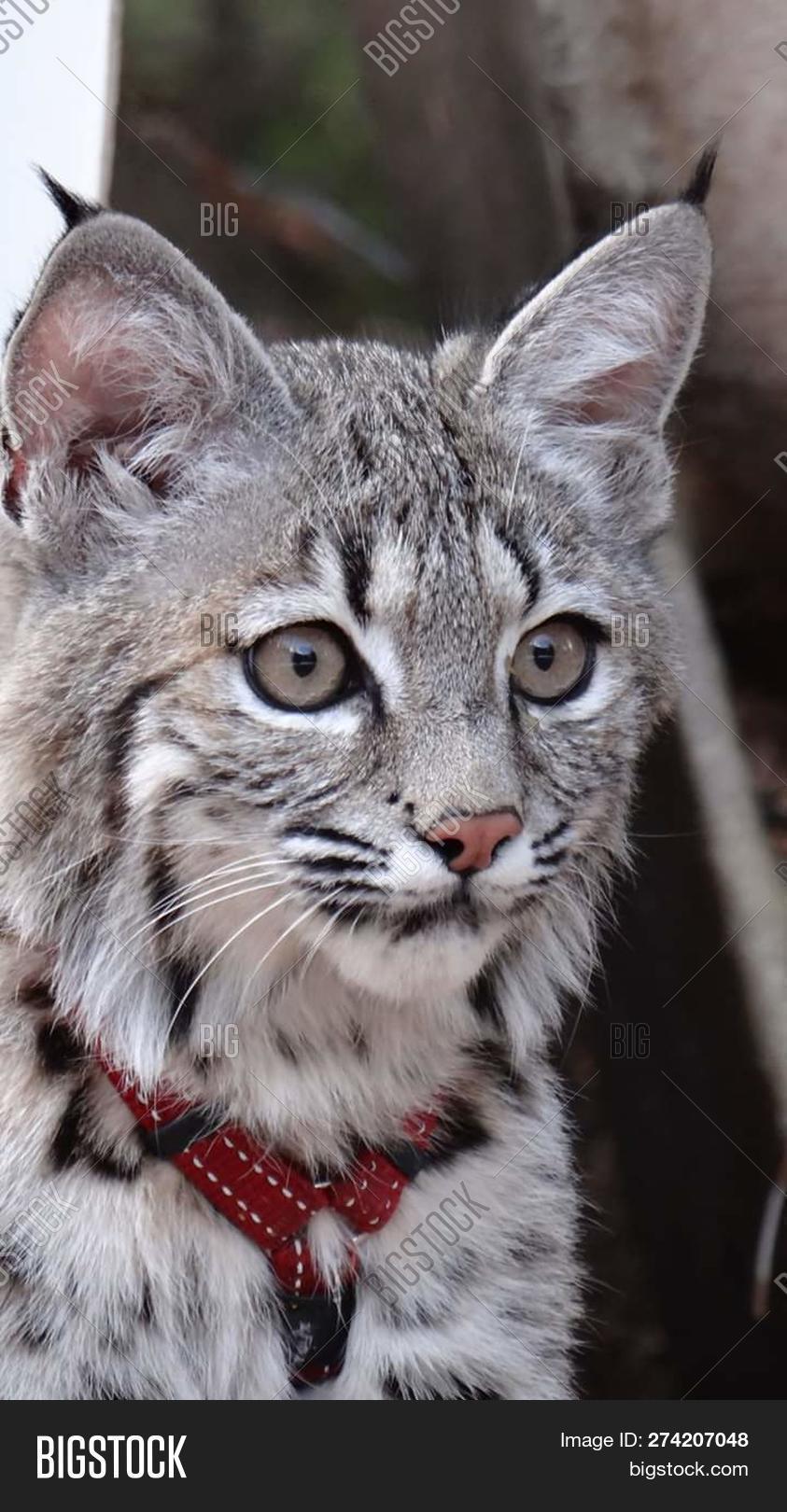 Eurasian Lynx (lynx Image & Photo (Free Trial) | Bigstock