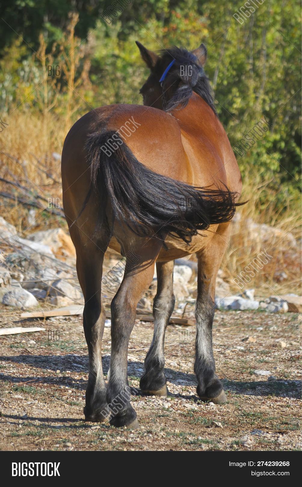 Rear View Brown Horse Image & Photo (Free Trial) | Bigstock