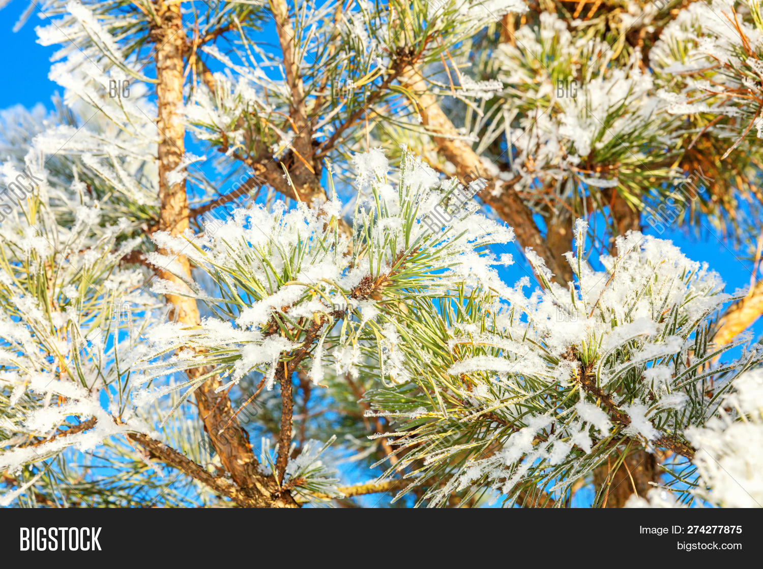 Frosty Pine Tree Image & Photo (Free Trial) | Bigstock