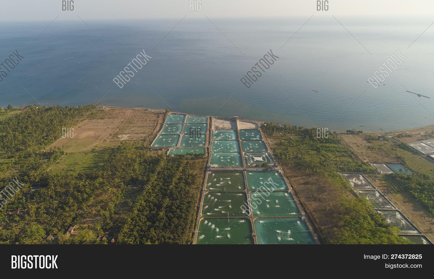 Shrimp Farm, Prawn Image & Photo (Free Trial) | Bigstock