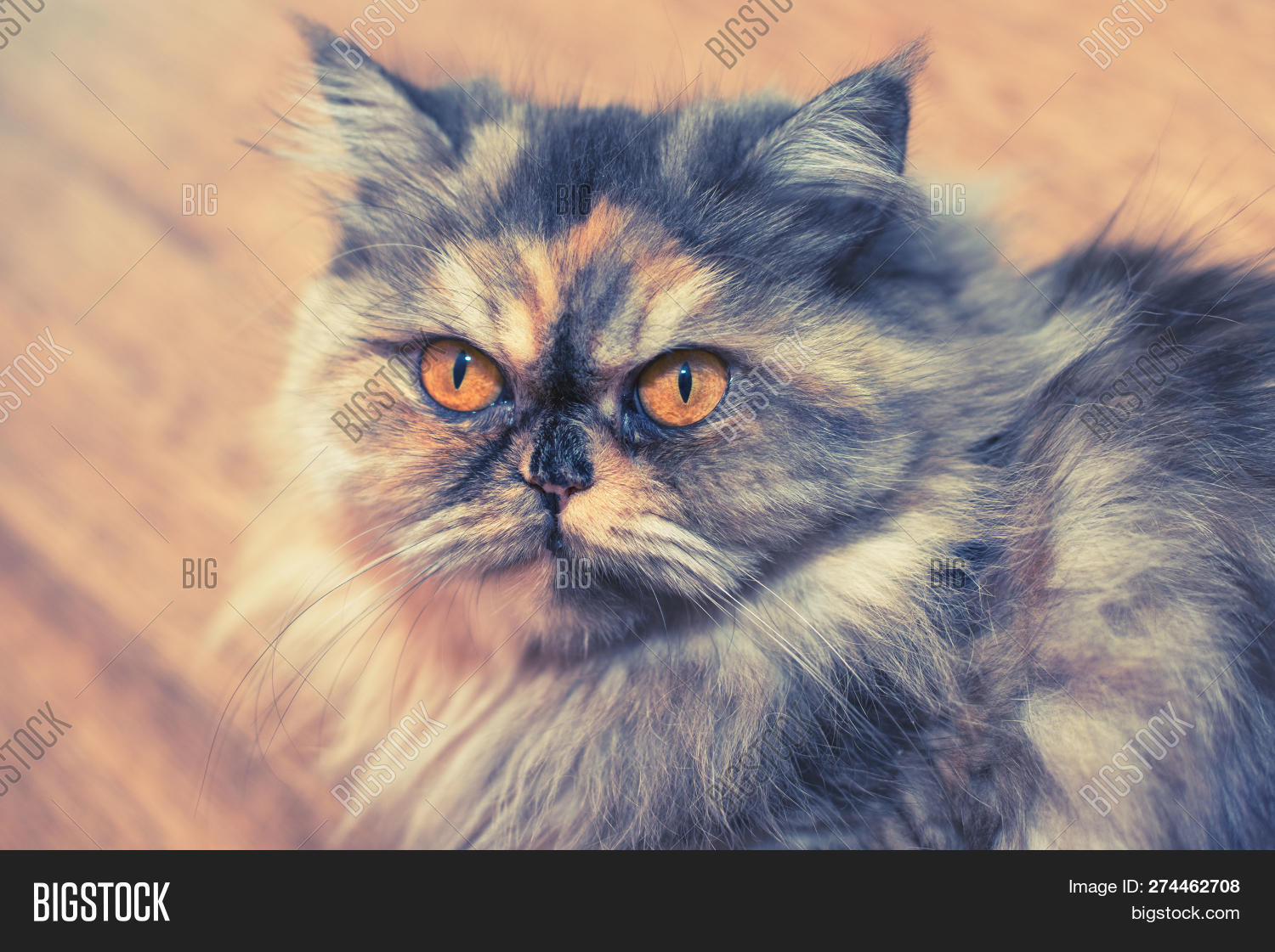 Fluffy Colorful Image & Photo (Free Trial) | Bigstock