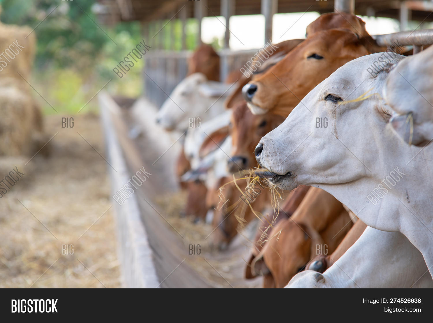 Modern Farm Cowshed. Image & Photo (Free Trial) | Bigstock