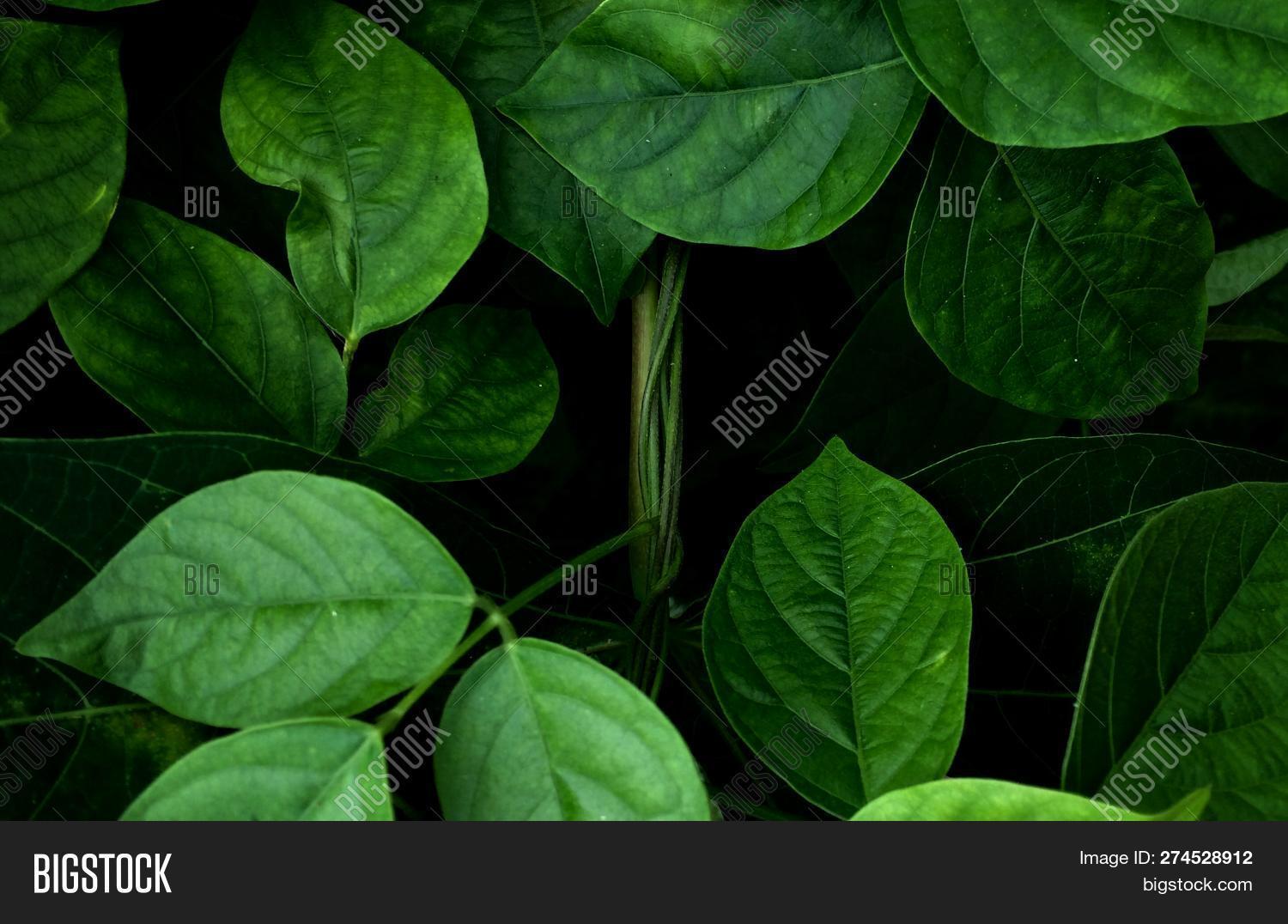 Natural Background Image & Photo (Free Trial) | Bigstock
