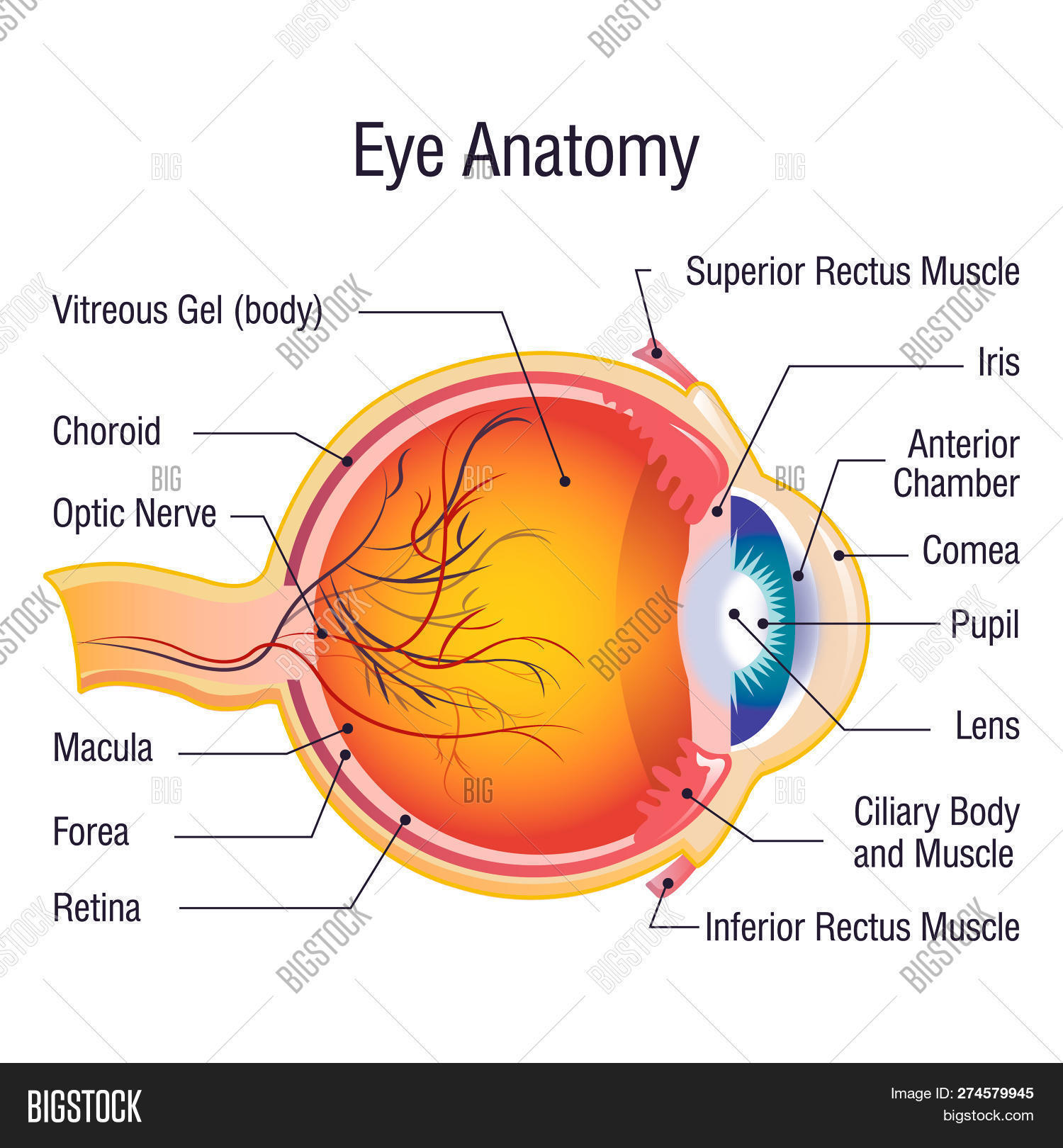 Eye Anatomy Info Image & Photo (Free Trial) | Bigstock