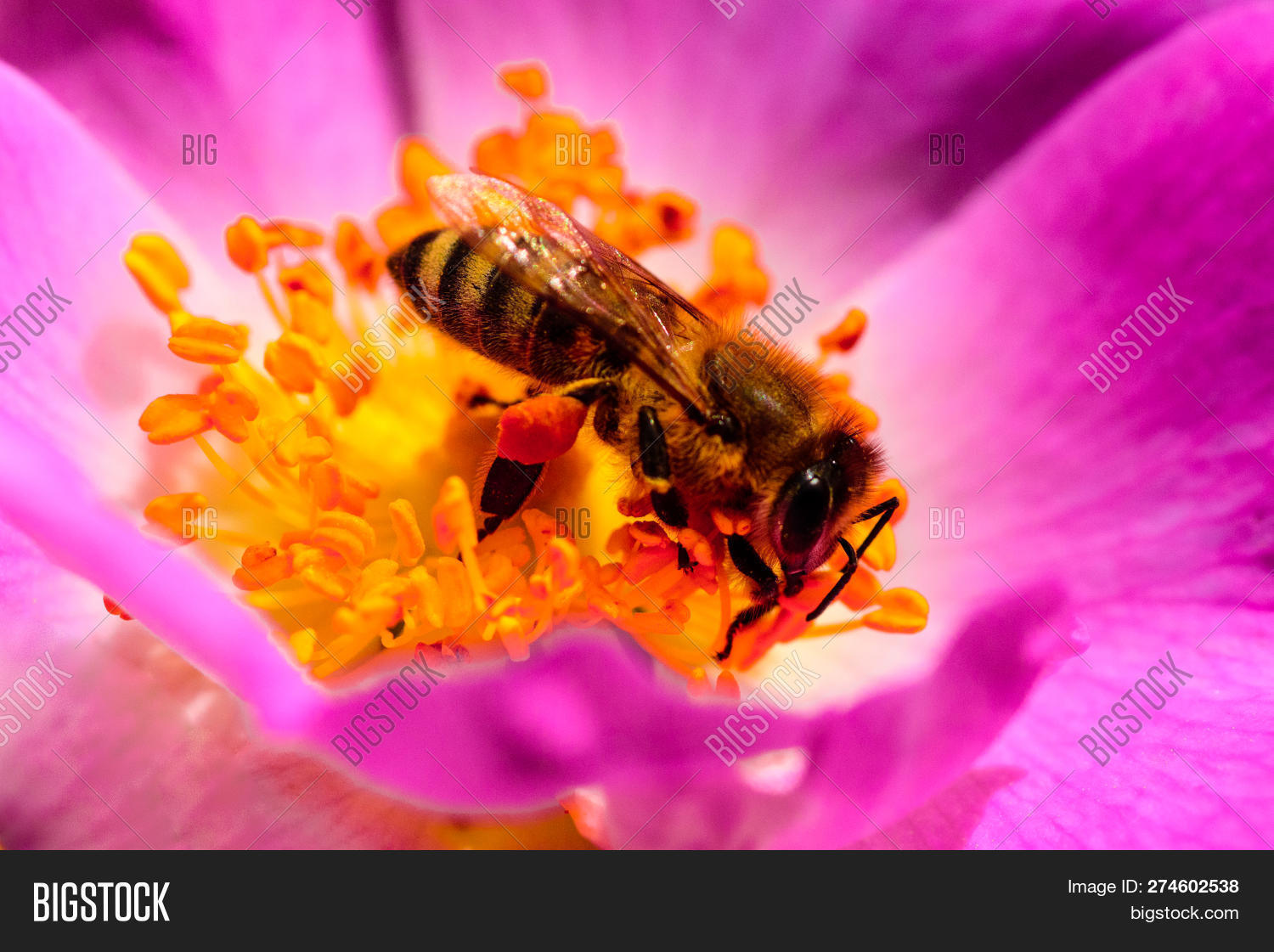 Bee. Spring Pink Image & Photo (Free Trial) | Bigstock