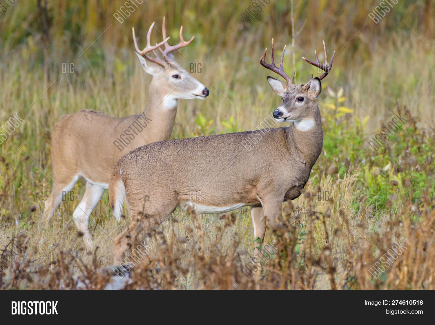 Wild Deer Colorado Image & Photo (Free Trial) | Bigstock