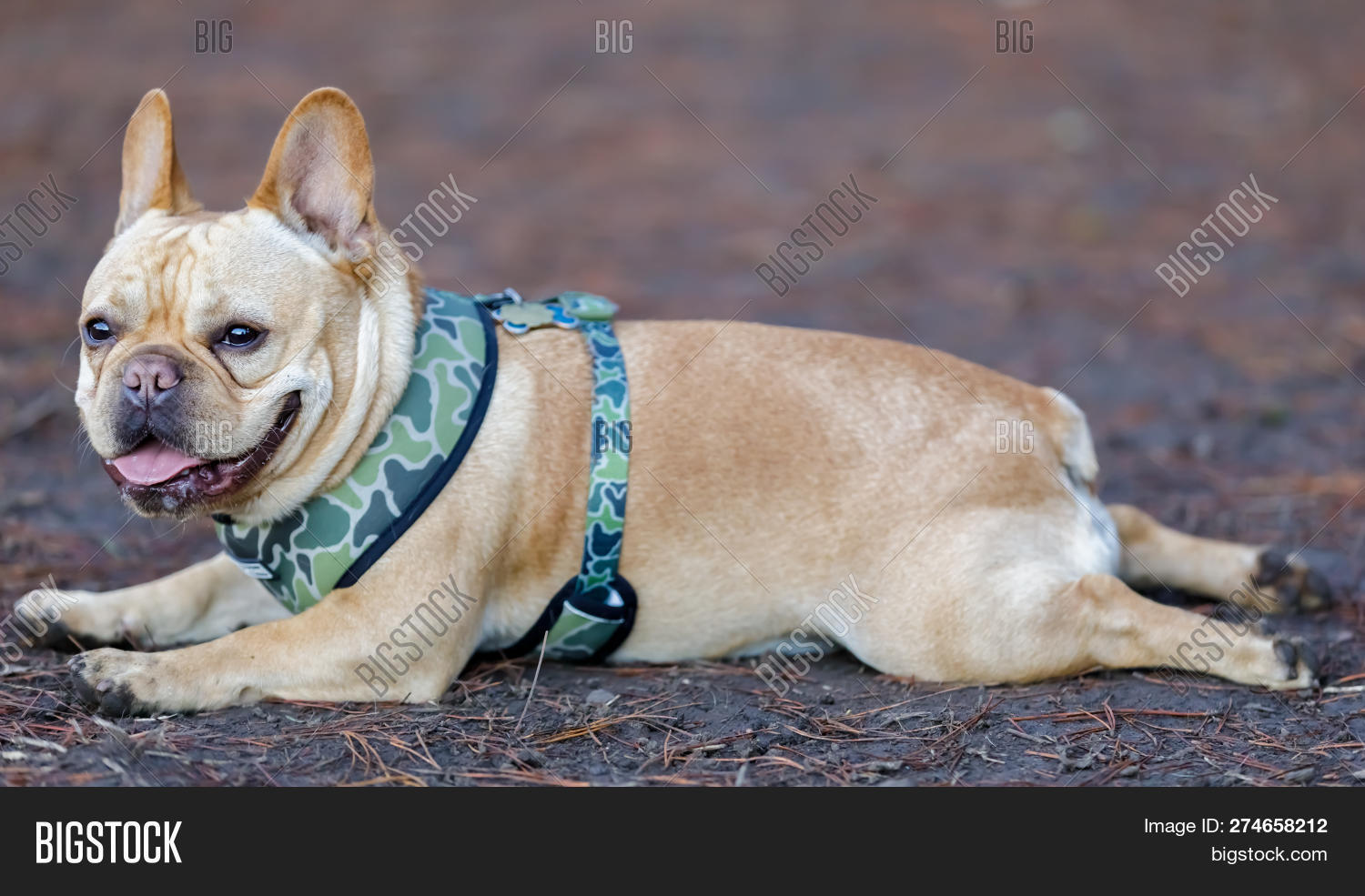 Young Male Frenchie Image & Photo (Free Trial) | Bigstock