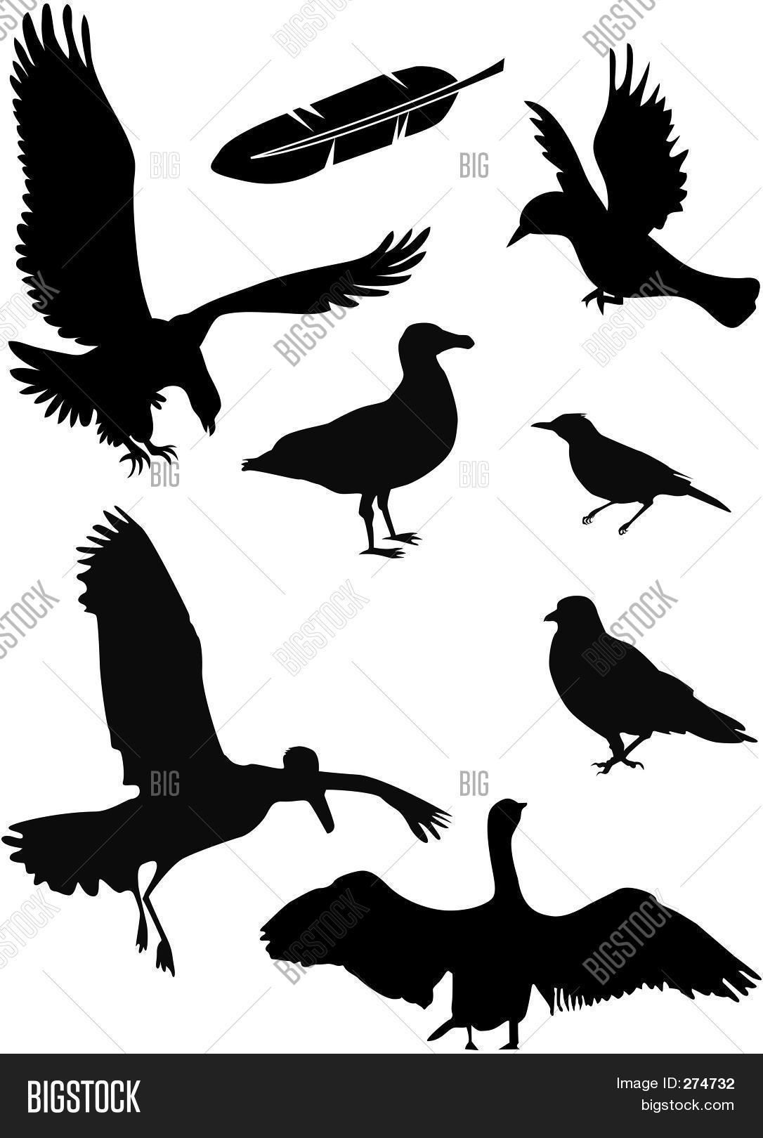 Bird Silhouettes Image & Photo (Free Trial) | Bigstock
