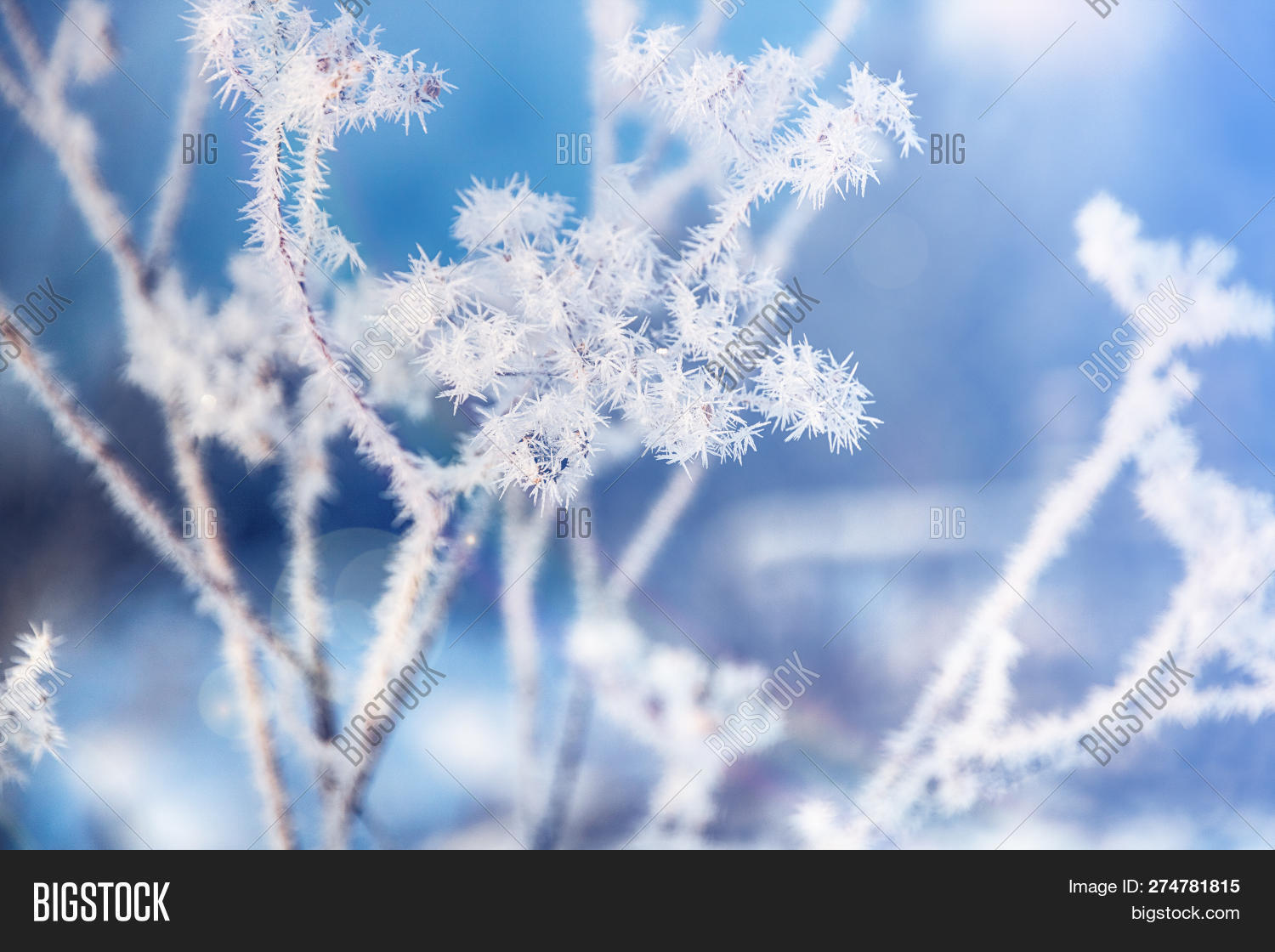 Flower Winter Frozen Image & Photo (Free Trial) | Bigstock