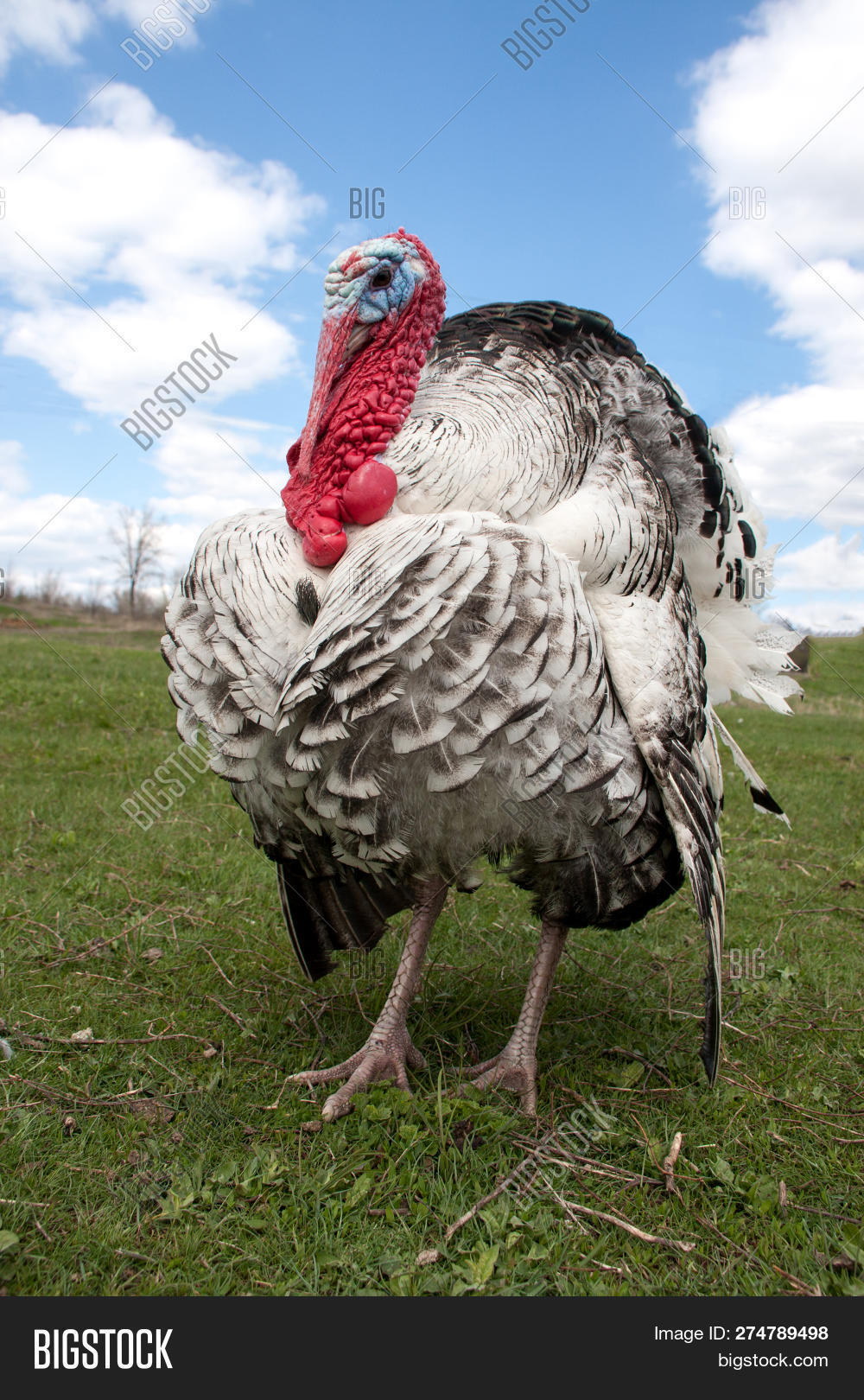 Turkey Male Gobbler Image & Photo (Free Trial) | Bigstock