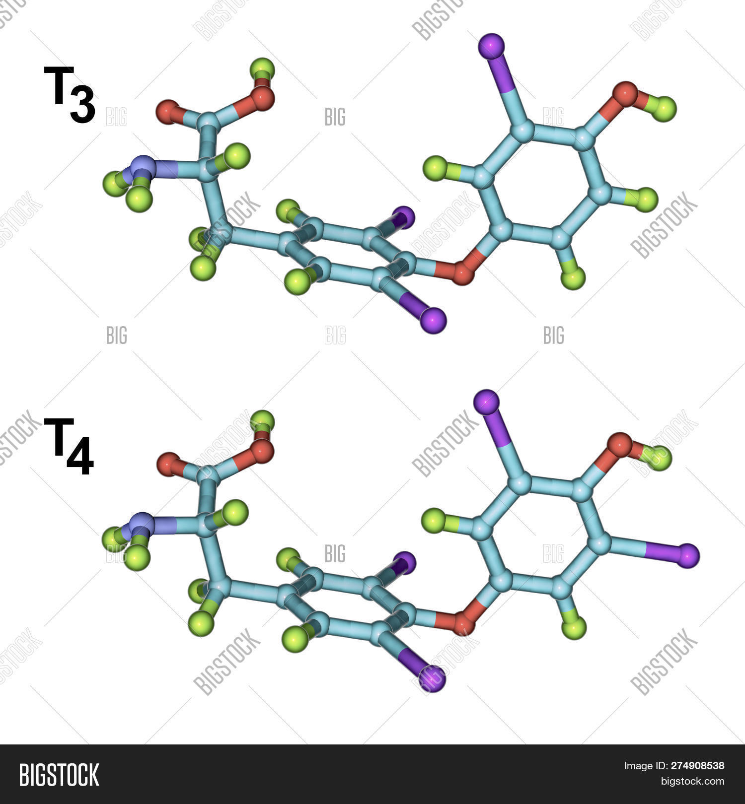 Molecules Thyroid Image & Photo (Free Trial) | Bigstock
