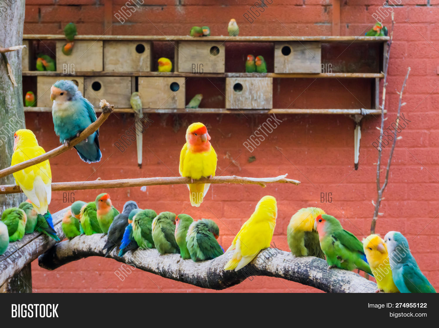 Aviculture, Aviary Image & Photo (Free Trial) | Bigstock