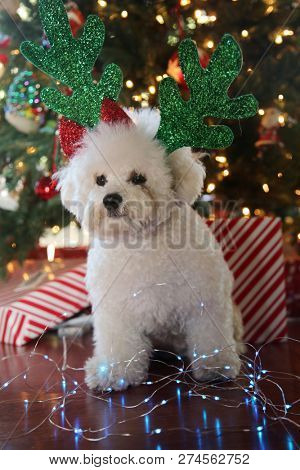 Bichon Frise. Bichon Image & Photo (Free Trial) | Bigstock