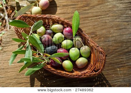 Basket Olive Branch Image & Photo (Free Trial) | Bigstock