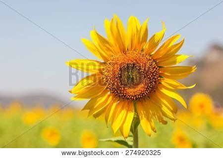 Sunflowers Facing Sun Image & Photo (Free Trial) | Bigstock