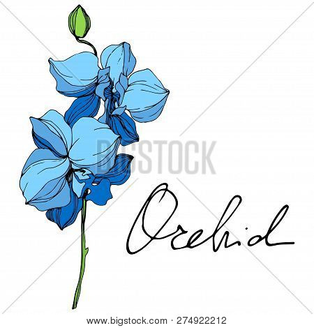 Vector. Blue Orchid Vector & Photo (Free Trial) | Bigstock