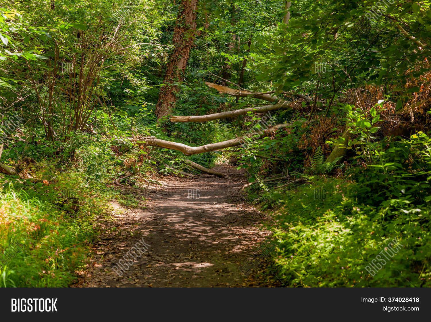 Tree Trunks Image & Photo (Free Trial) | Bigstock