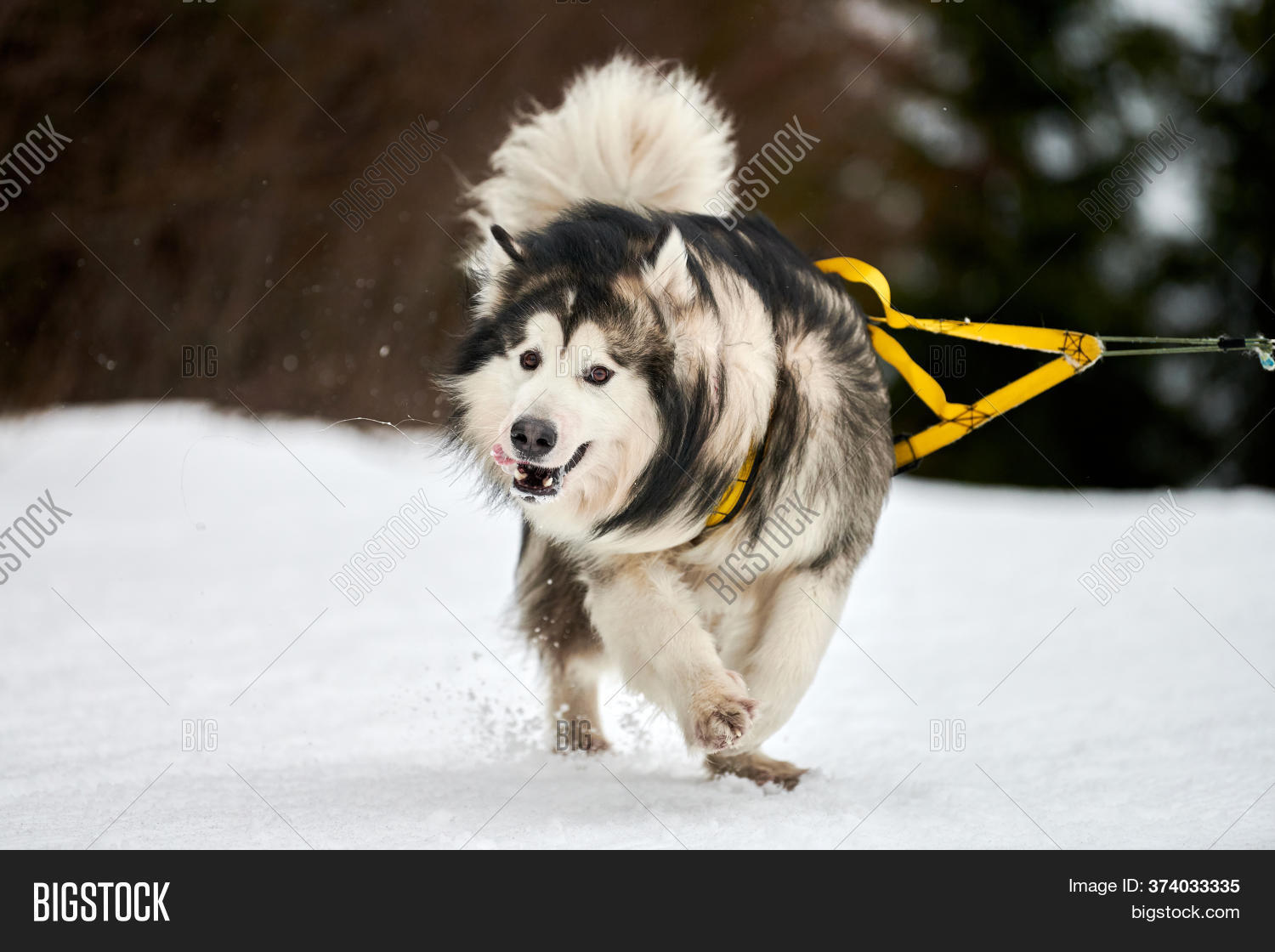 Running Malamute Dog Image & Photo (Free Trial) | Bigstock