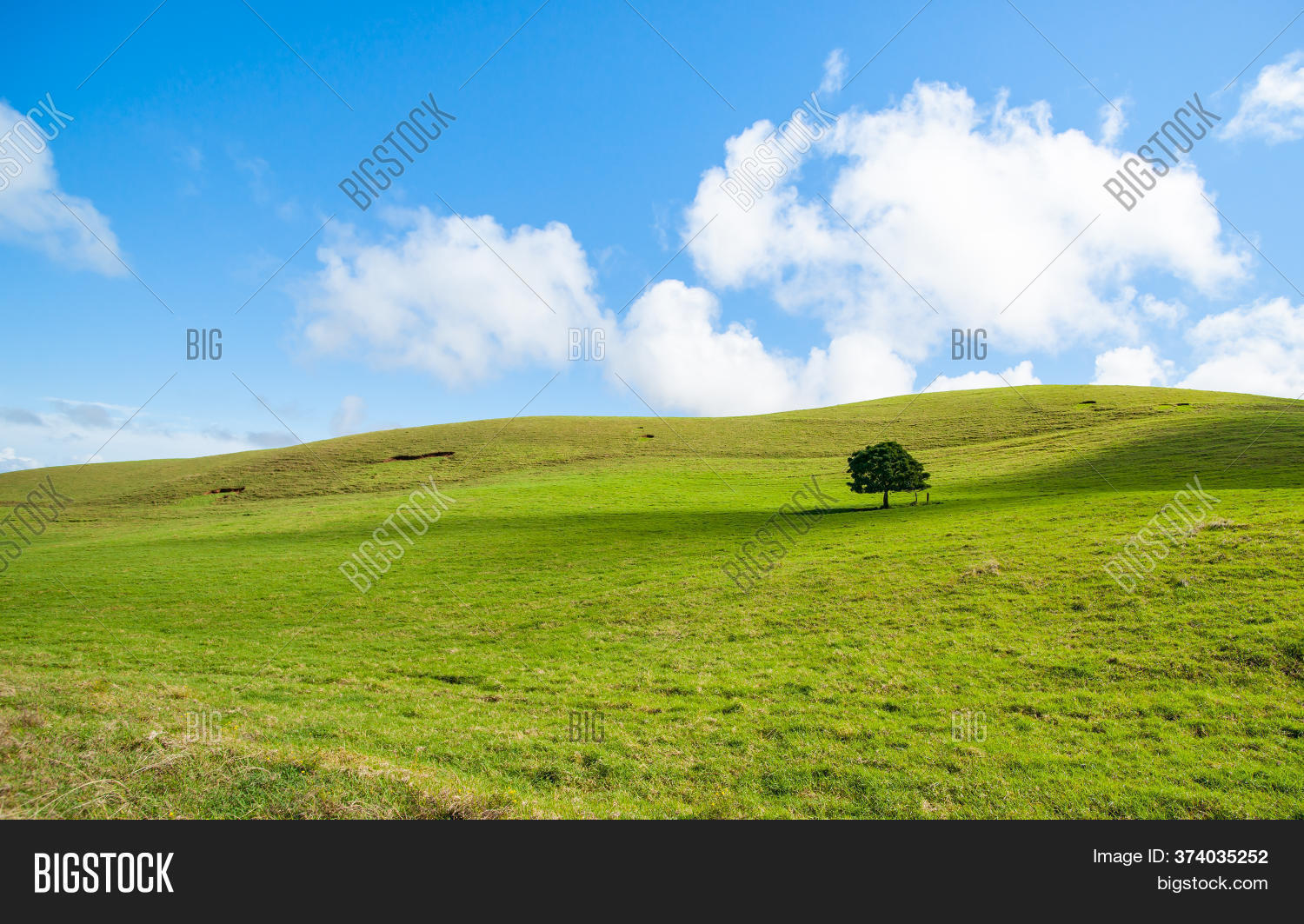 One Tree Distance Wide Image & Photo (Free Trial) | Bigstock