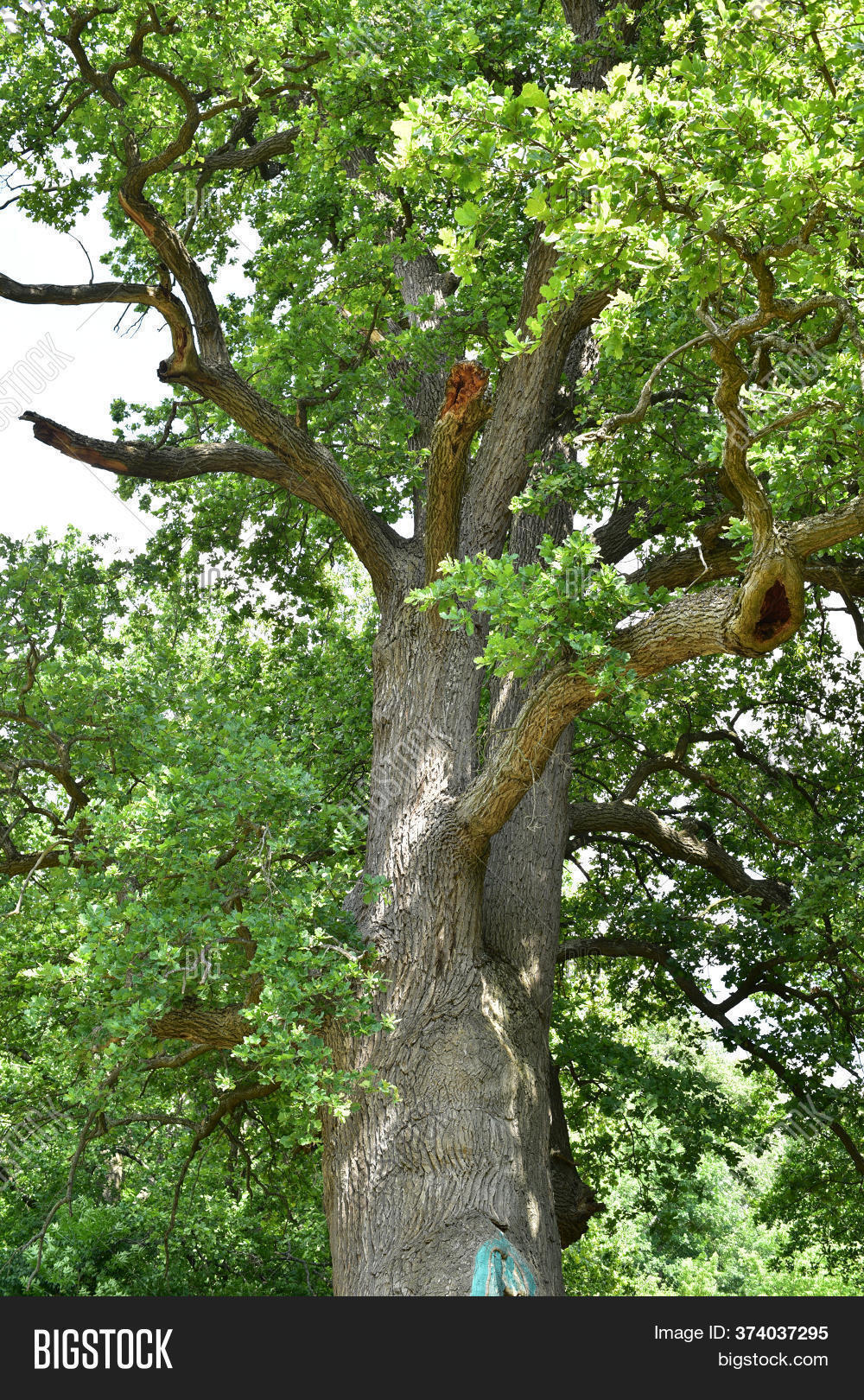 Trunk Branches Old Oak Image & Photo (Free Trial) | Bigstock
