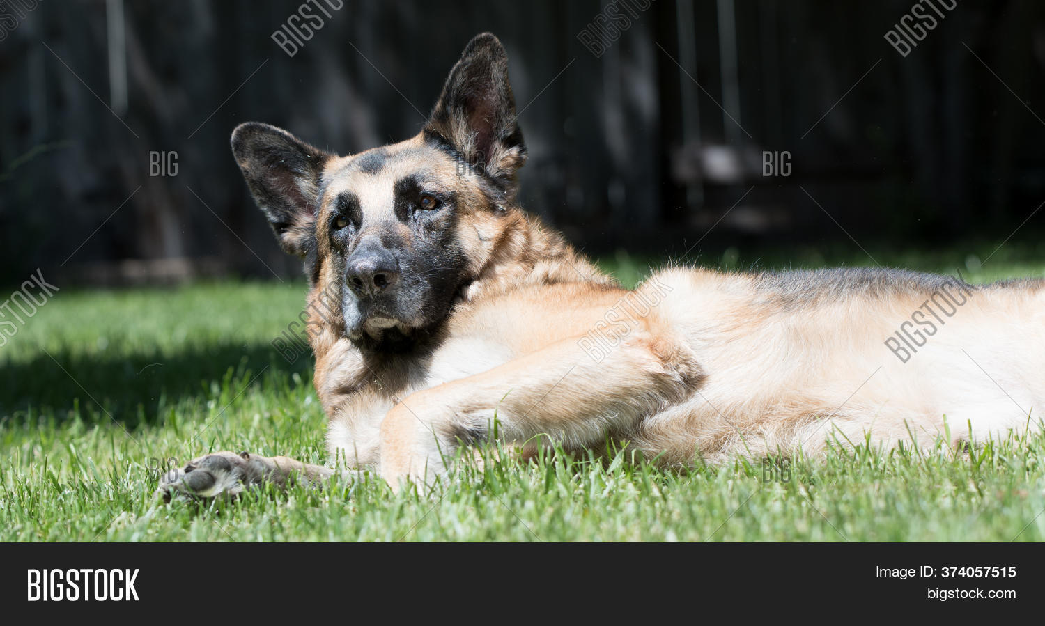 Senior German Shepherd Image & Photo (Free Trial) | Bigstock