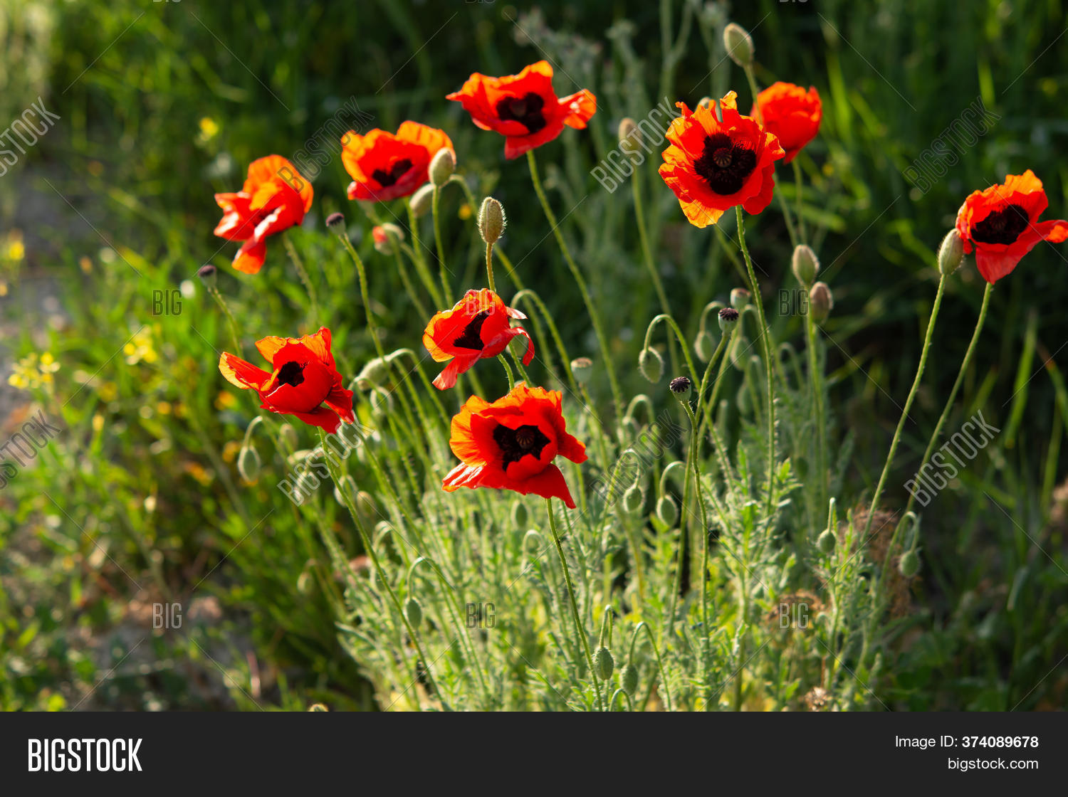 Poppies Close- On Image & Photo (Free Trial) | Bigstock