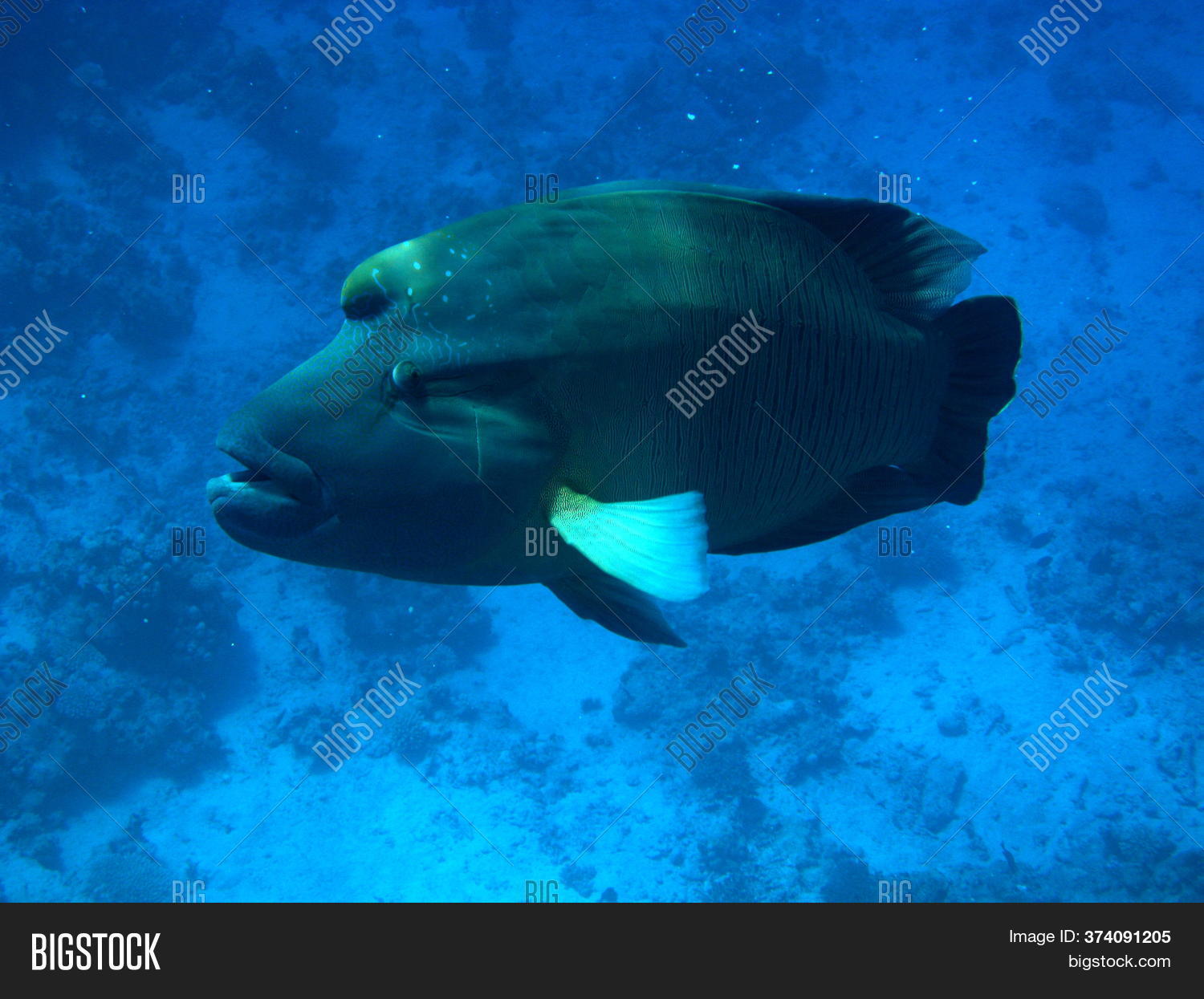 Napoleon Fish. Fish - Image & Photo (Free Trial) | Bigstock