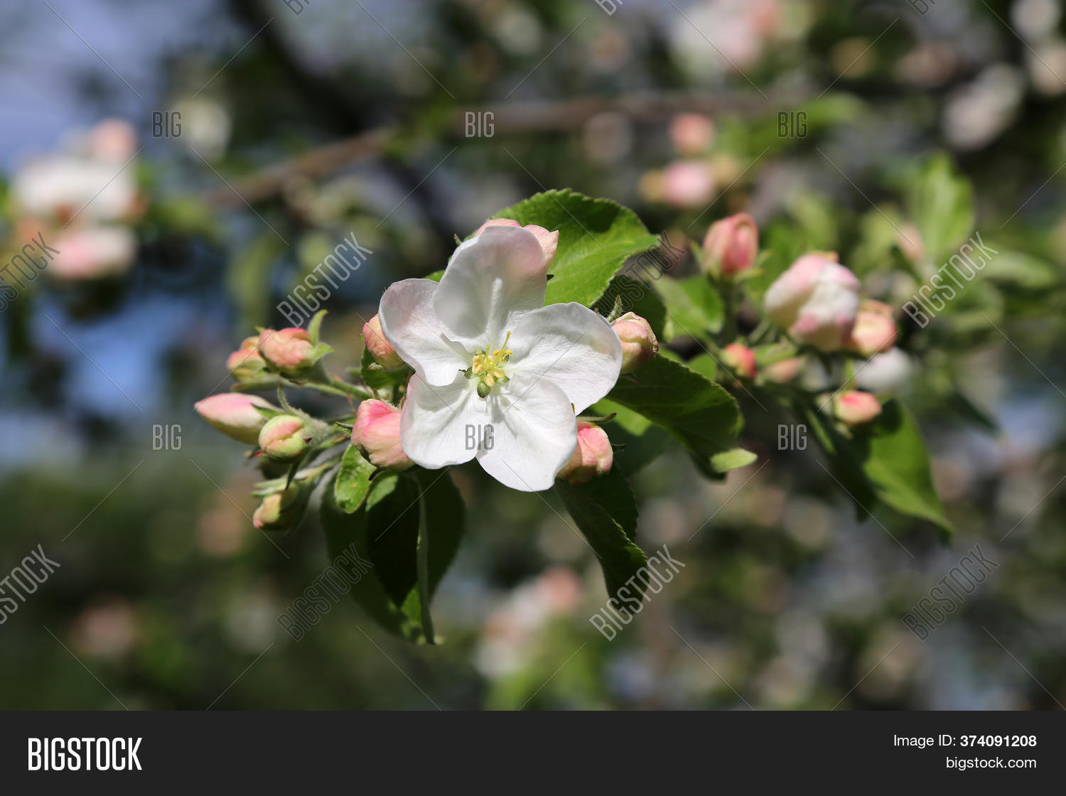 Beautiful Branch Image & Photo (Free Trial) | Bigstock
