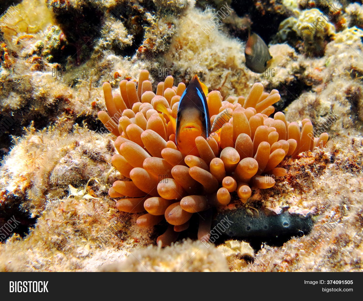 Clown Fish. Amphiprion Image & Photo (Free Trial) | Bigstock