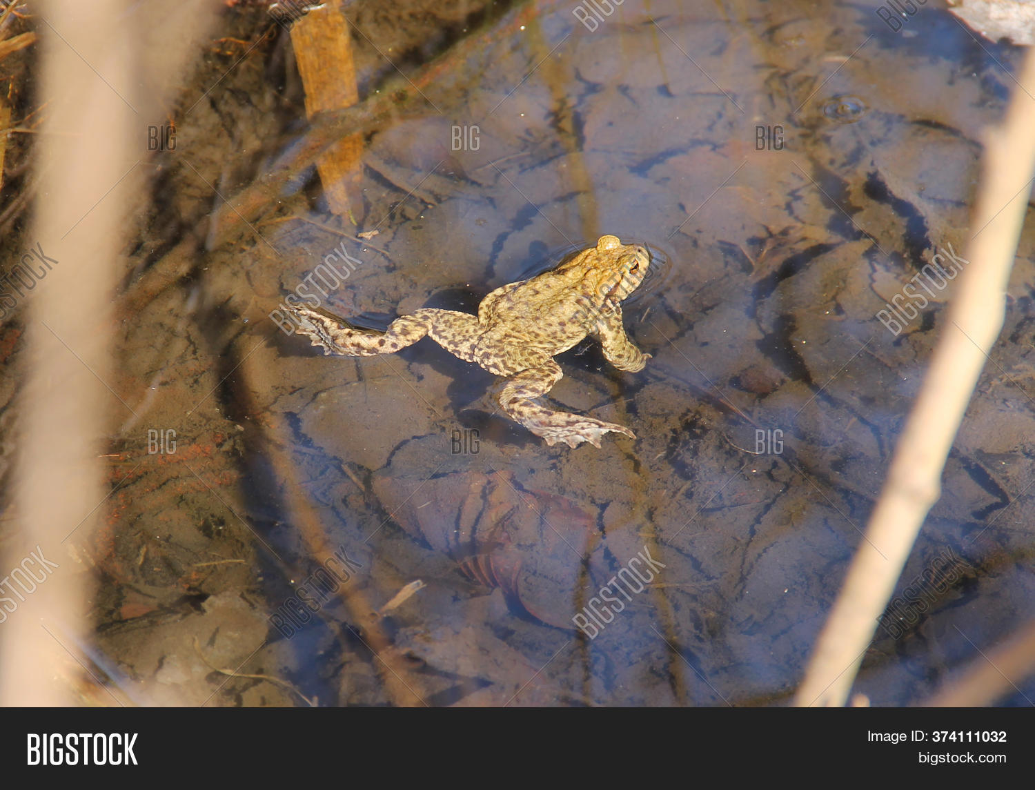 Common Toad (bufo Bufo Image & Photo (Free Trial) | Bigstock