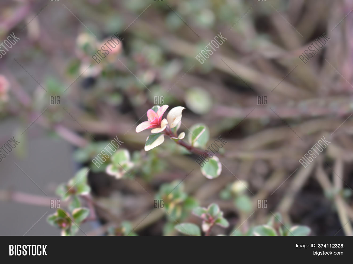 Foxley Thyme Leaves - Image & Photo (Free Trial) | Bigstock