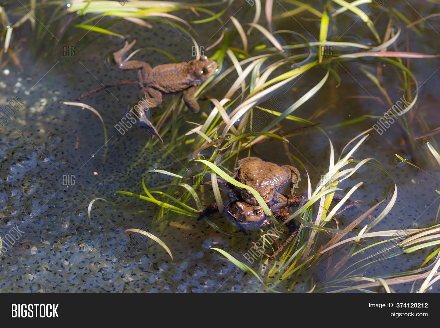 Pond Toads Image & Photo (Free Trial) | Bigstock