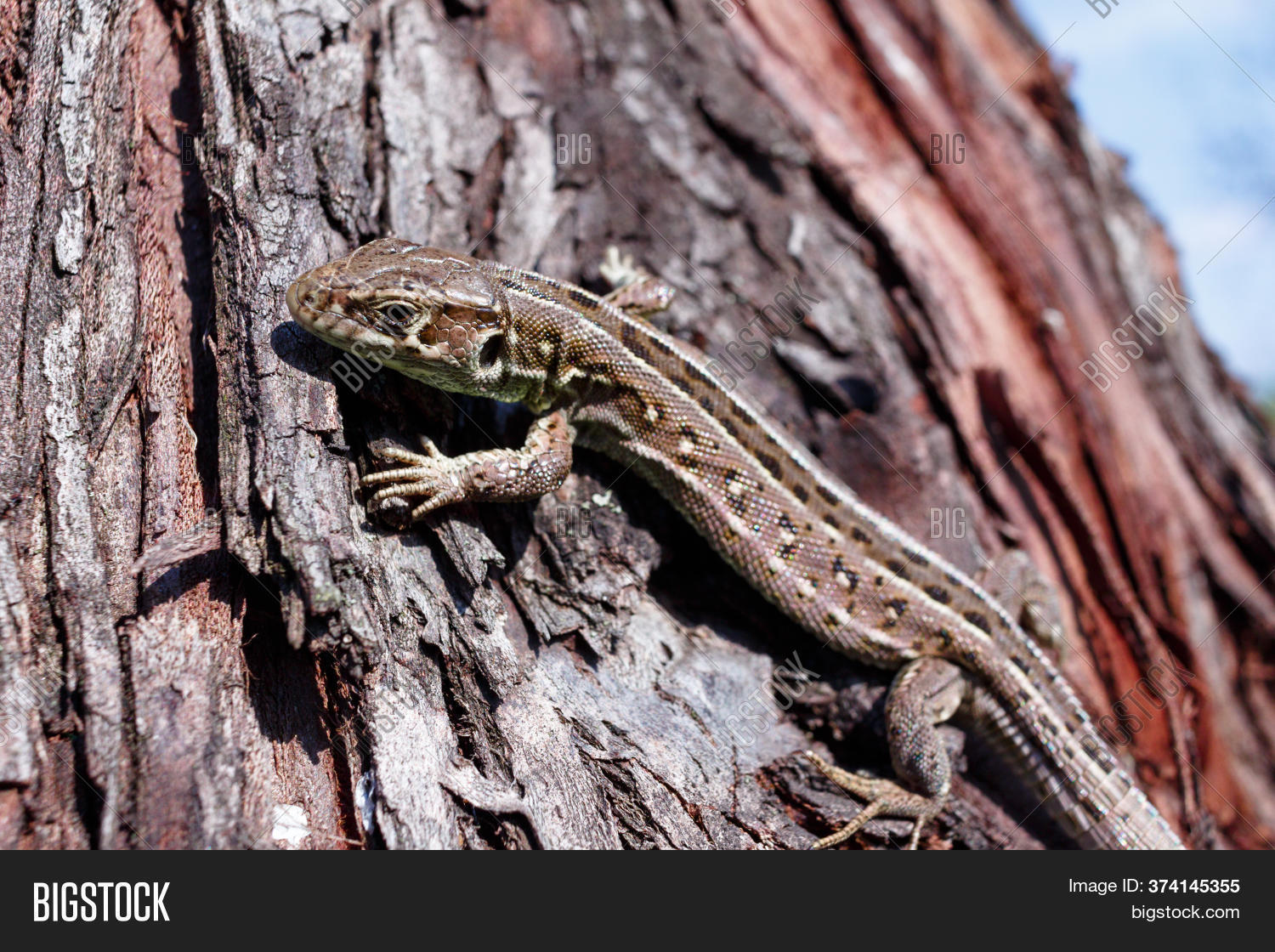 Green Forest Lizard, Image & Photo (Free Trial) | Bigstock