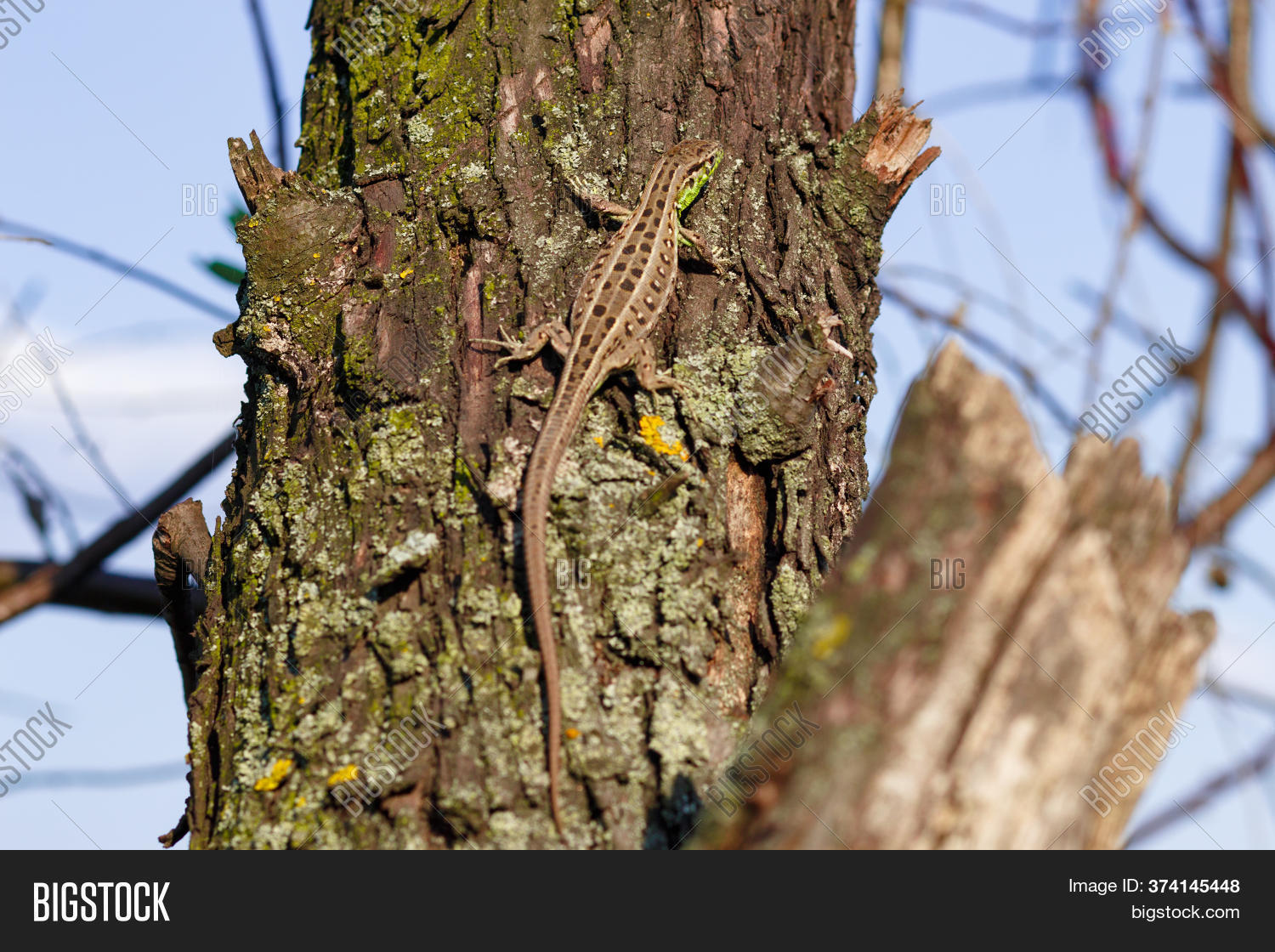 Green Forest Lizard, Image & Photo (Free Trial) | Bigstock