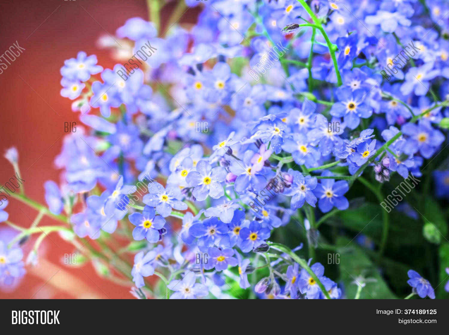 Fresh Pretty Delicate Image & Photo (Free Trial) | Bigstock