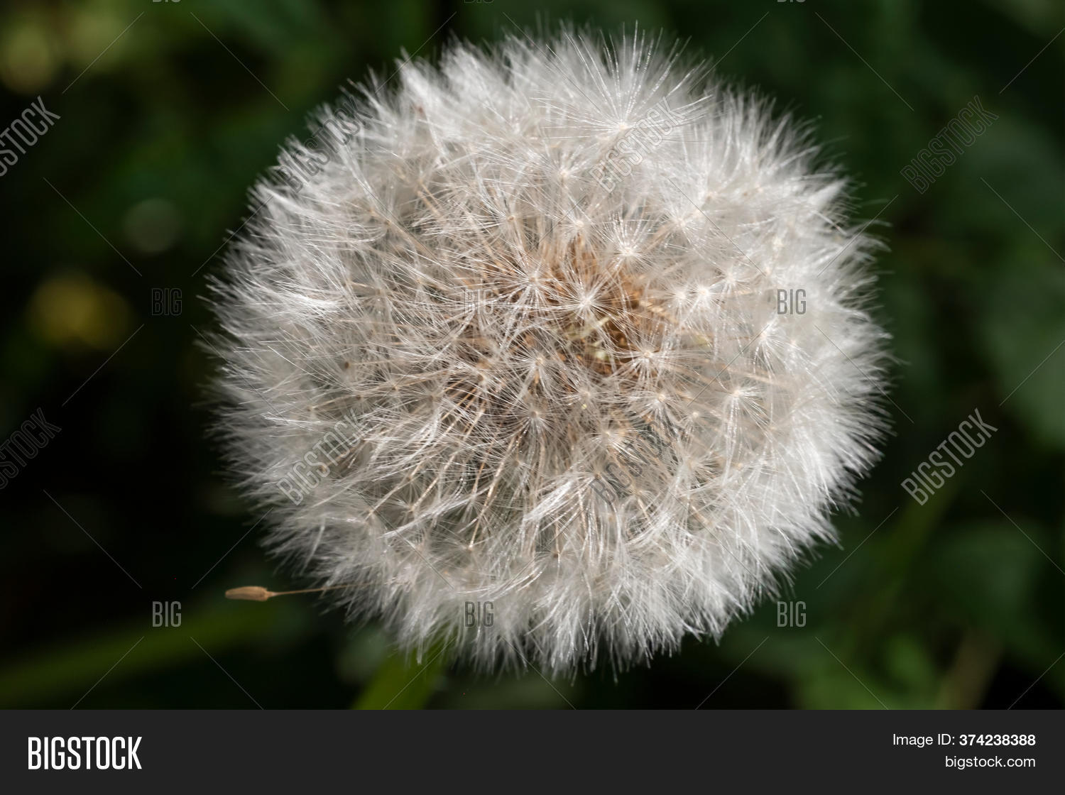 Close- Dandelion Which Image & Photo (Free Trial) | Bigstock