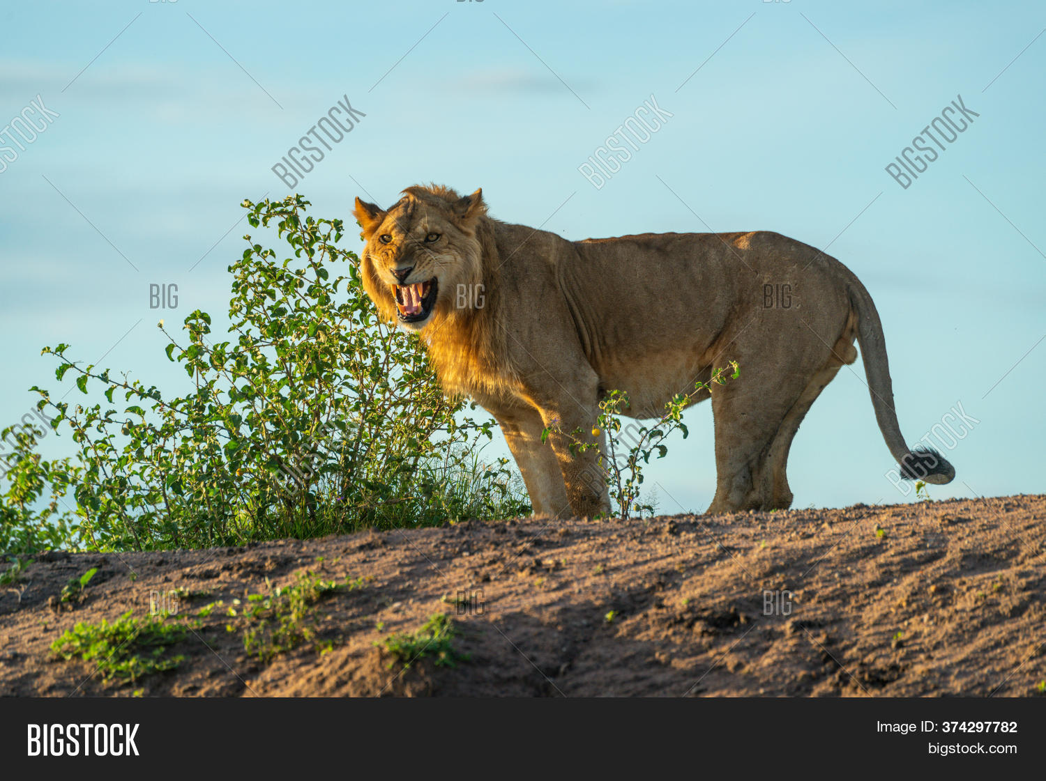 Male Lion Shows Image & Photo (Free Trial) | Bigstock