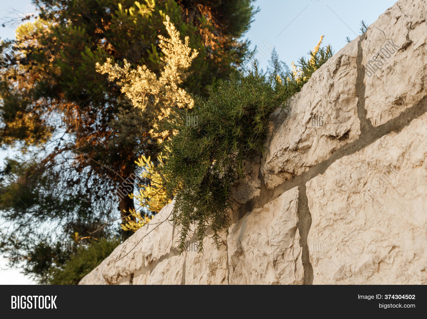 Bush Curly Grass Image & Photo (Free Trial) | Bigstock