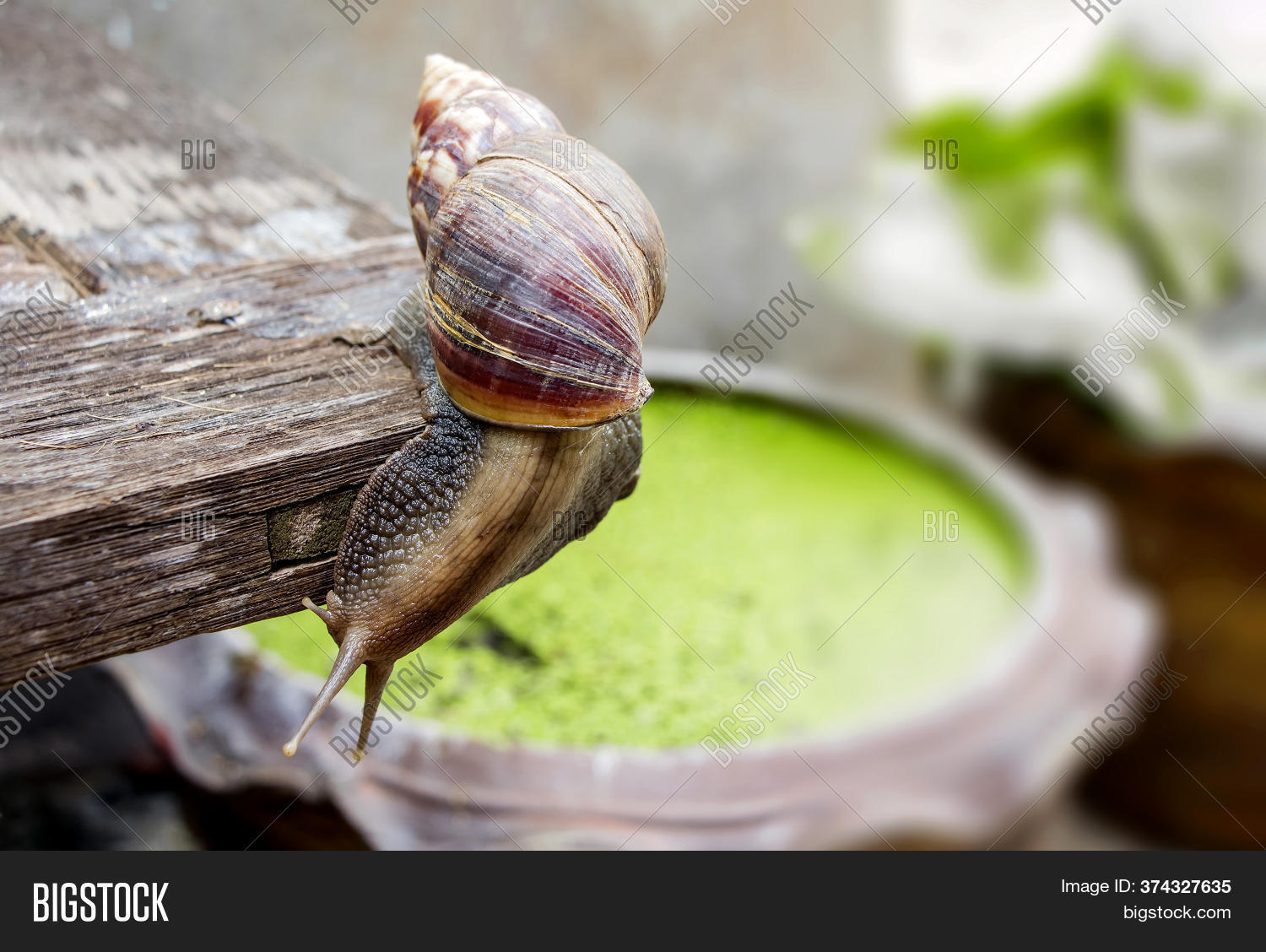 Giant African Snail Image & Photo (Free Trial) | Bigstock
