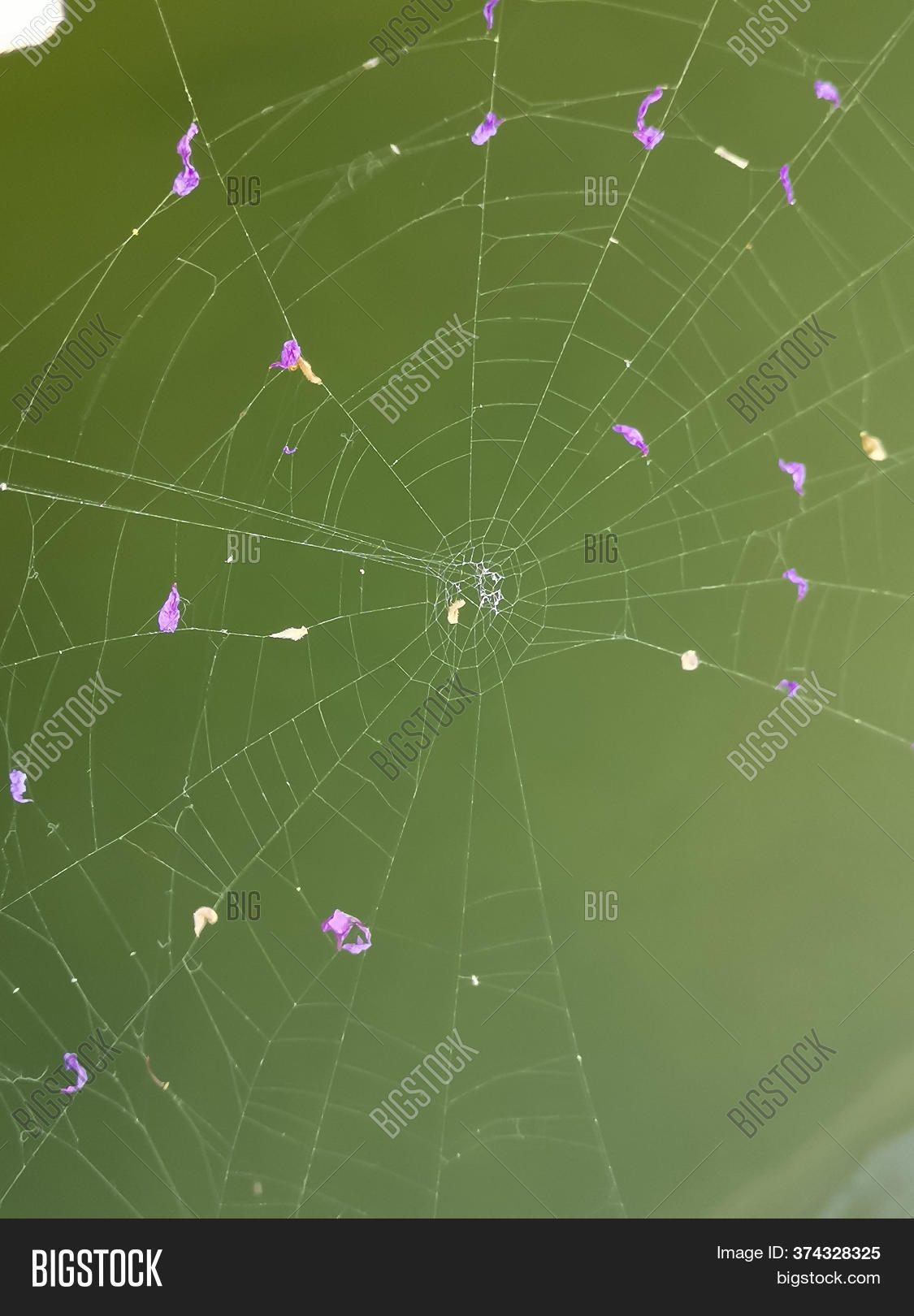 Spider Web Petals Image & Photo (Free Trial) | Bigstock