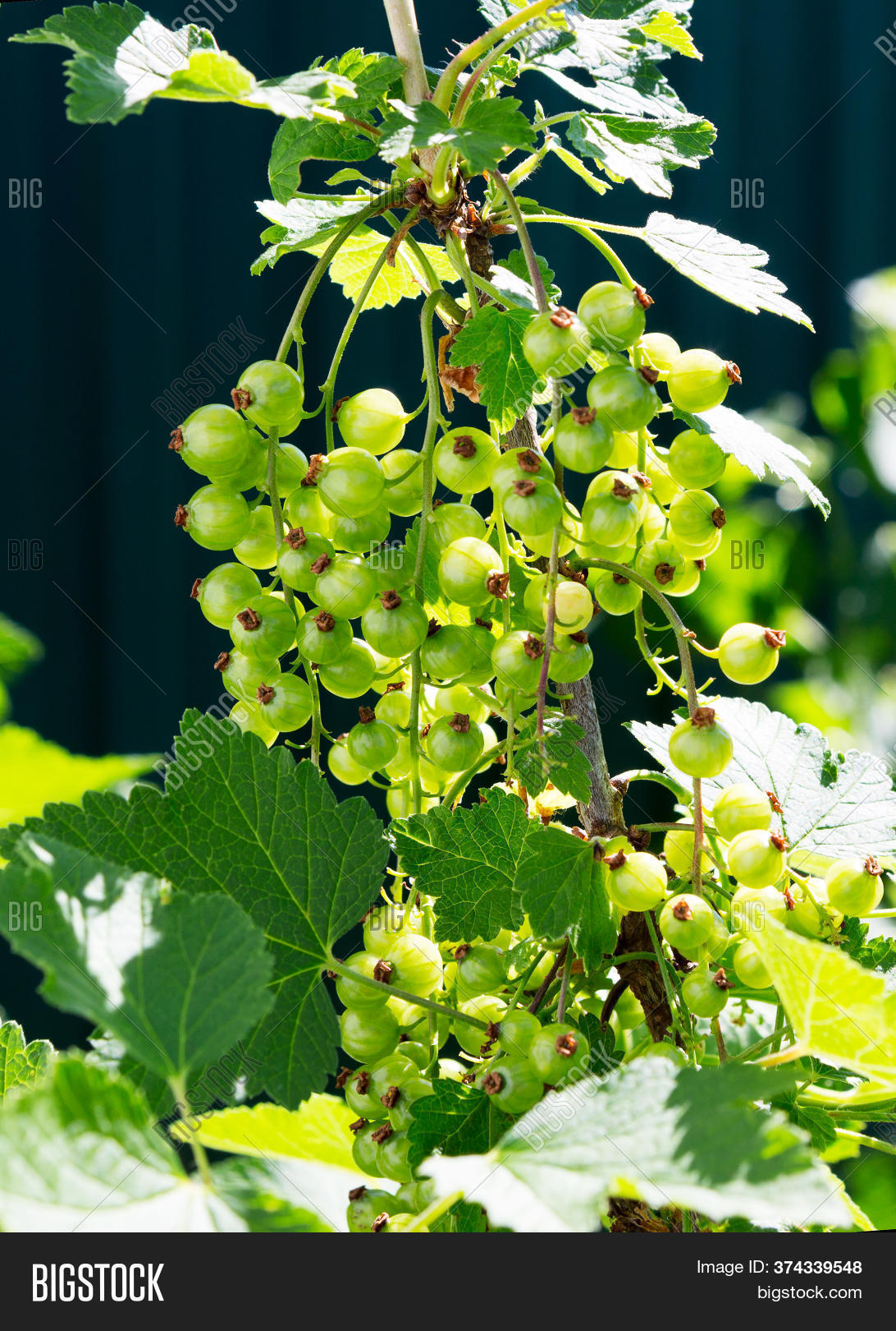 Currant Branch Fruits Image & Photo (Free Trial) | Bigstock